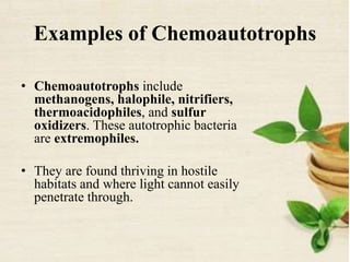 Autotrophic mode of Nutrition | PPTX