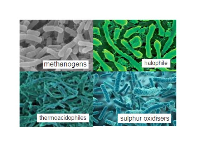 Autotrophic mode of Nutrition | PPTX