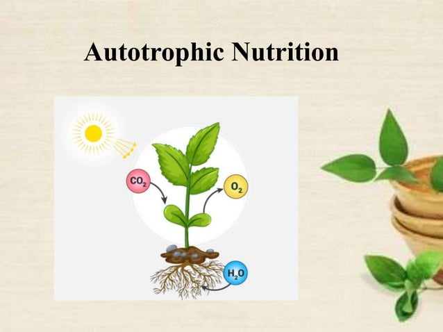 Autotrophic mode of Nutrition | PPTX