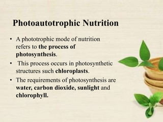 Autotrophic mode of Nutrition | PPTX