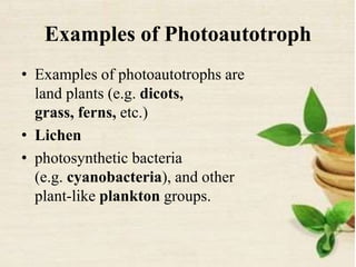 Autotroph Examples