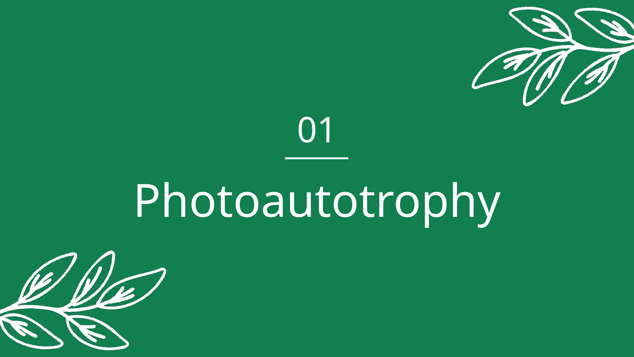 Autotrophic Nutrition Presentation Green | PPT