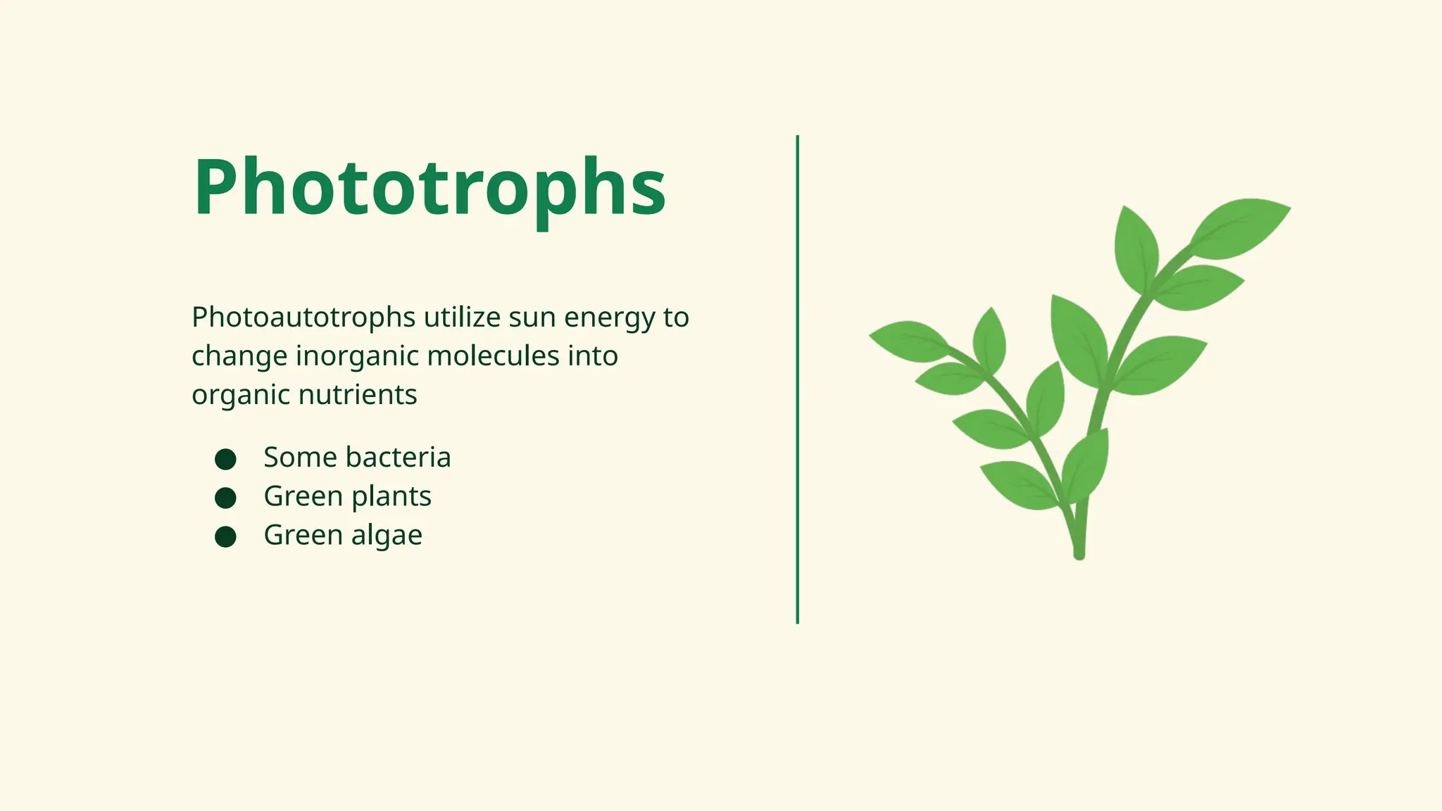 Autotrophic Nutrition Presentation Green | PPTX