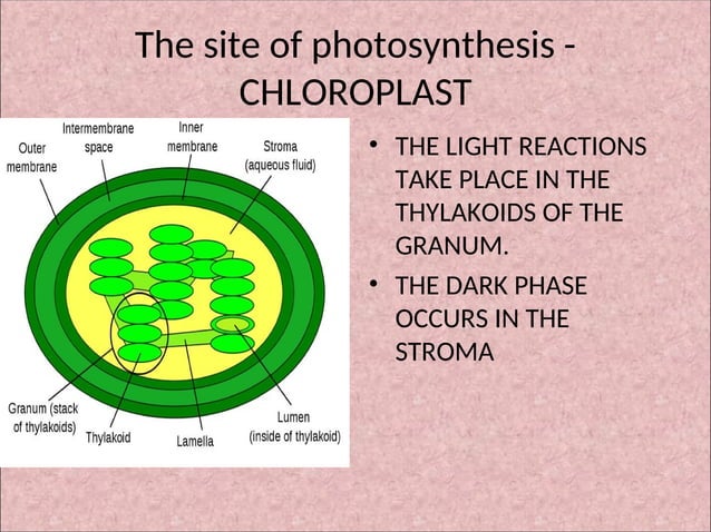 AUTOTROPHIC NUTRITION - PHOTOSYNTHESIS.ppt