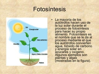 Autótrofos | PPT