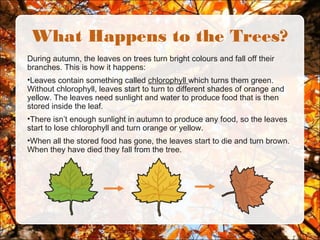 Autumn | PPT