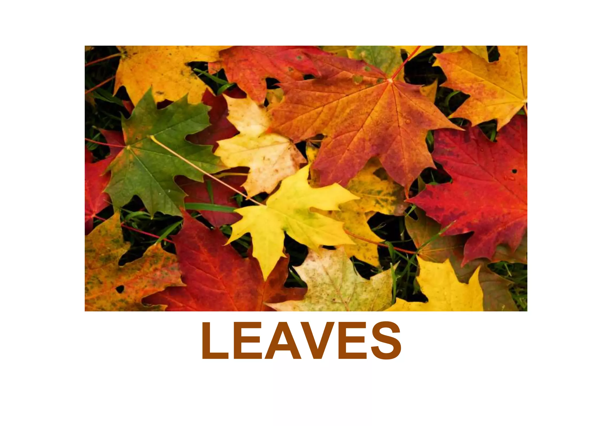 AUTUMN VOCABULARY P4 | DOCX