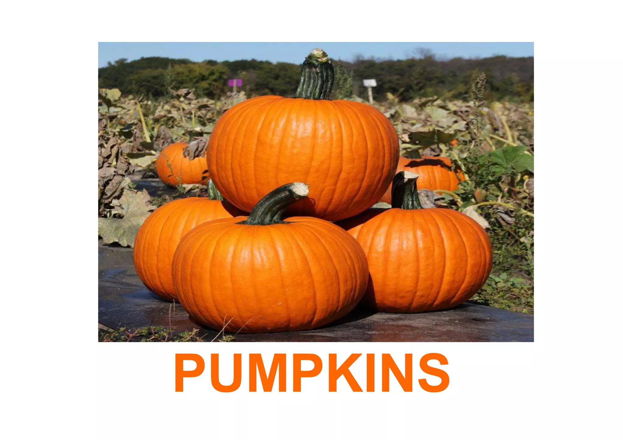 AUTUMN VOCABULARY P4 | DOCX