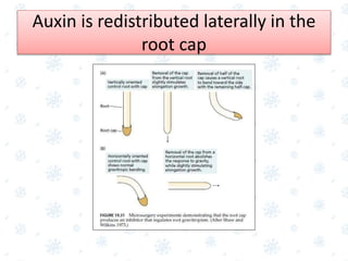 Auxin | PPTX