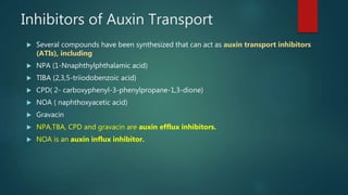 Auxin | PPTX