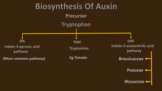 Auxin hormones | PPTX | Endocrine and Metabolic Diseases | Diseases and ...
