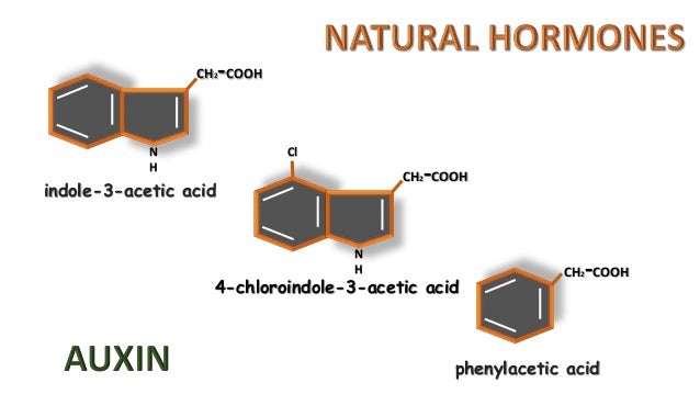 Auxin hormones