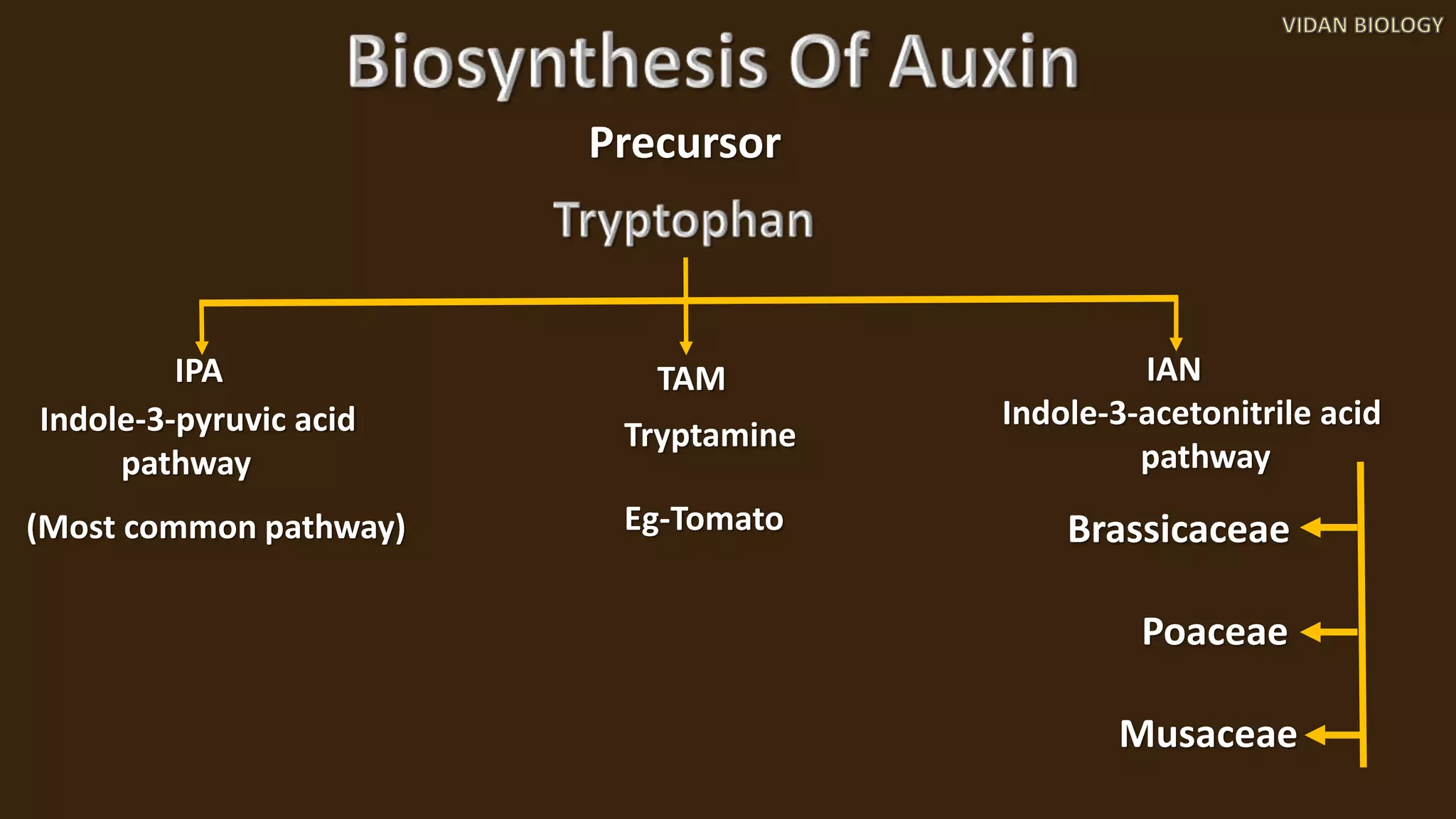 Auxin hormones | PPTX