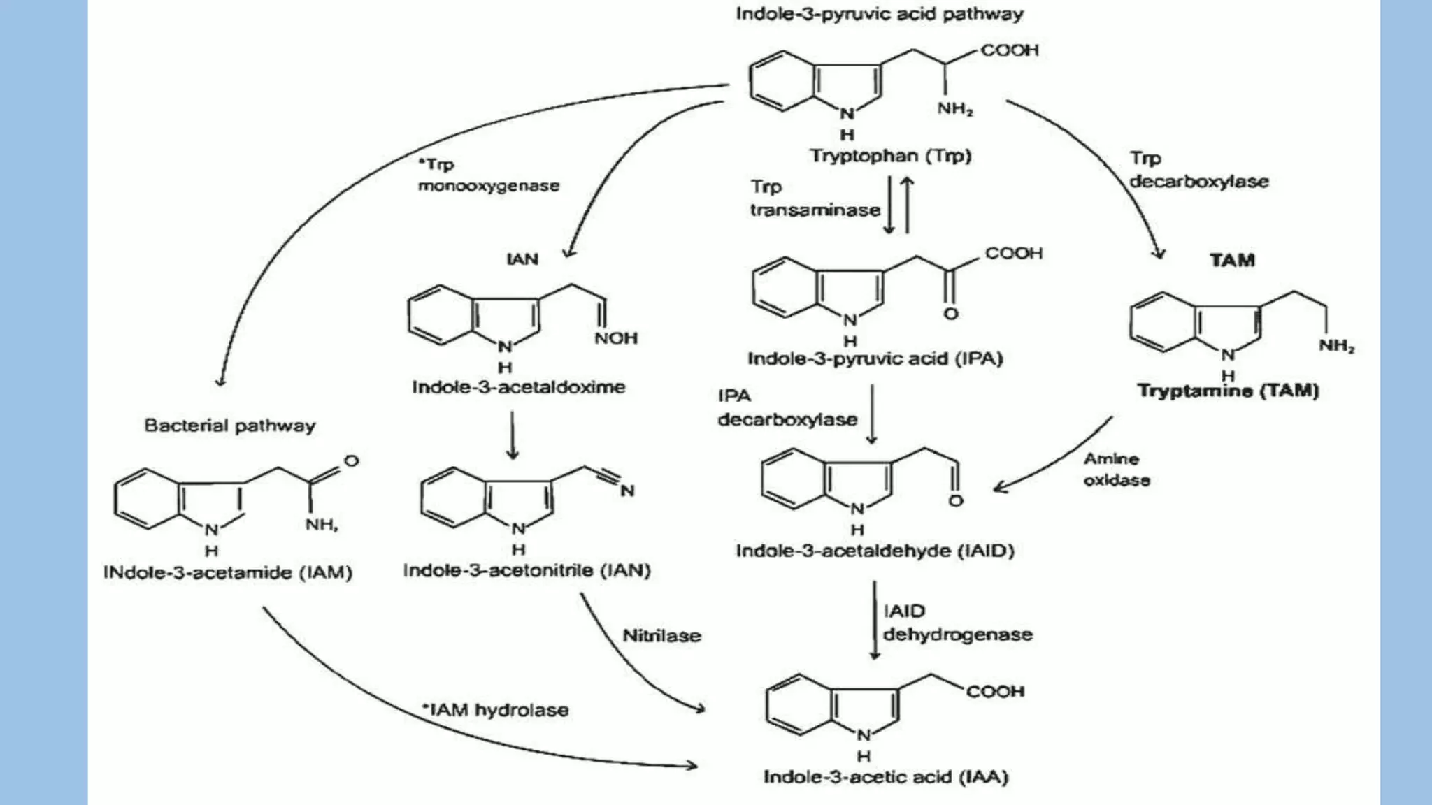 Biosynthesis of Auxin | PPTX