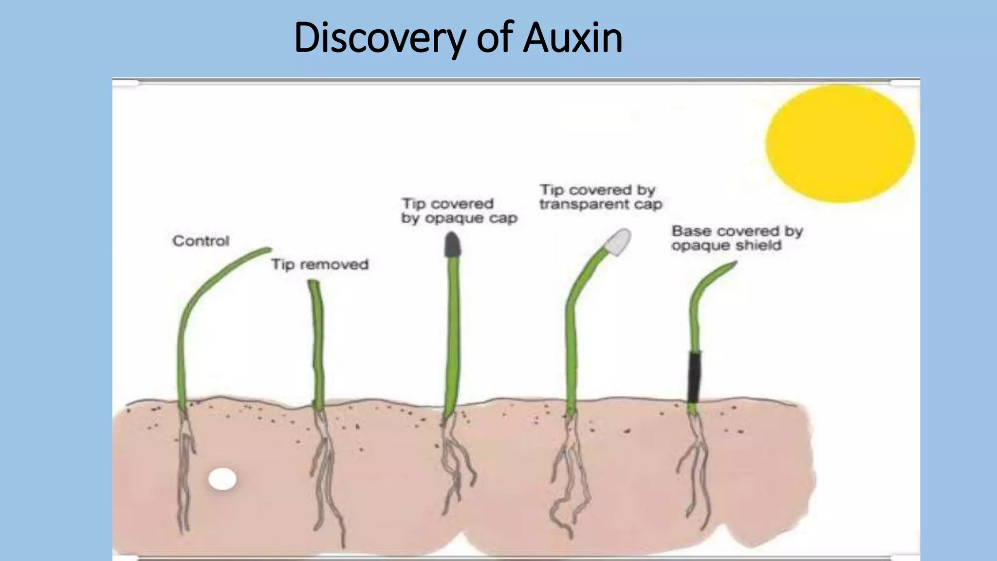 Biosynthesis of Auxin | PPTX