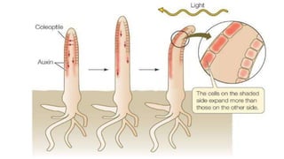 Biosynthesis of Auxin | PPTX