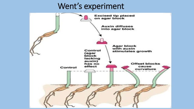 Biosynthesis of Auxin | PPTX