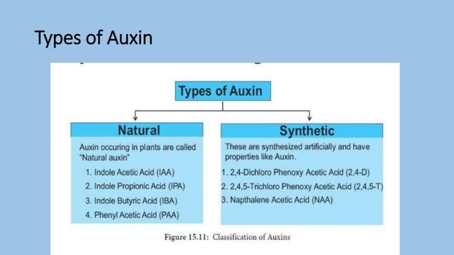 Biosynthesis of Auxin | PPTX