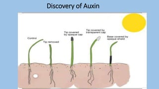 Biosynthesis of Auxin | PPTX