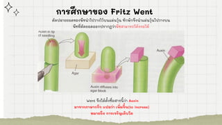 Auxin.pdf