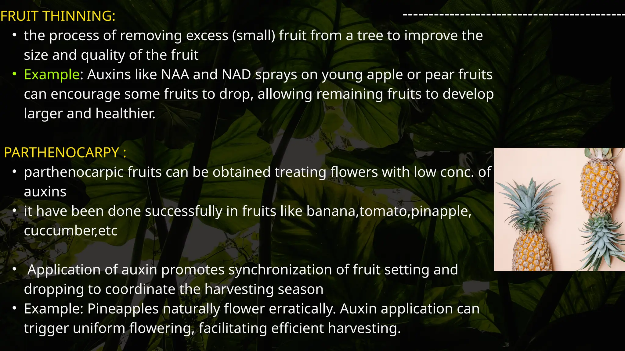 Auxin , Definition, History, Structure, Mode of Action, Physiological ...