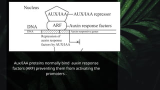 Auxin , Definition, History, Structure, Mode of Action, Physiological ...