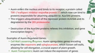 Auxin , Definition, History, Structure, Mode of Action, Physiological ...