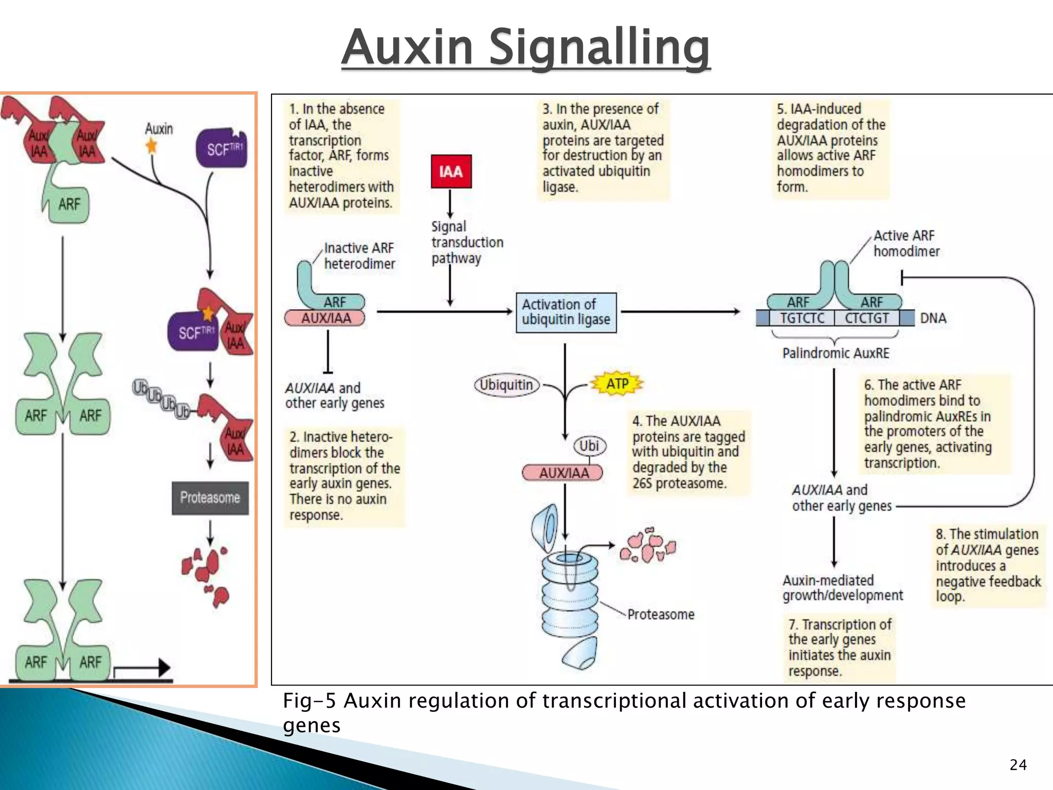 Auxin a complete overview | PPTX