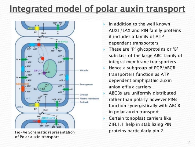 Auxin a complete overview