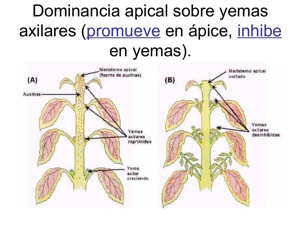 Auxinas