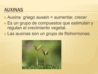 Auxinas | PPTX