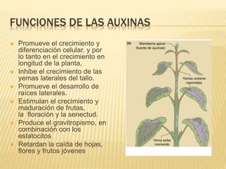 Auxinas | PPTX