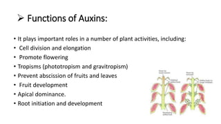 Auxins | PPTX