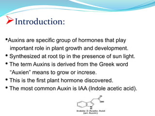 Auxins | PPTX