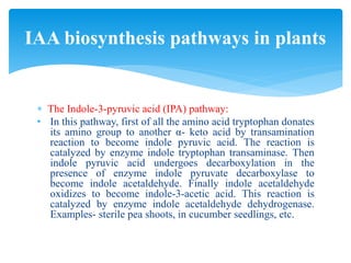 Auxins biosynthesis physiological role and mechanism | PPTX