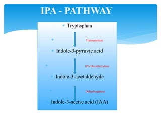 Auxins biosynthesis physiological role and mechanism | PPTX