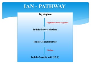 Auxins biosynthesis physiological role and mechanism | PPTX
