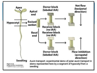 Auxins biosynthesis physiological role and mechanism | PPTX