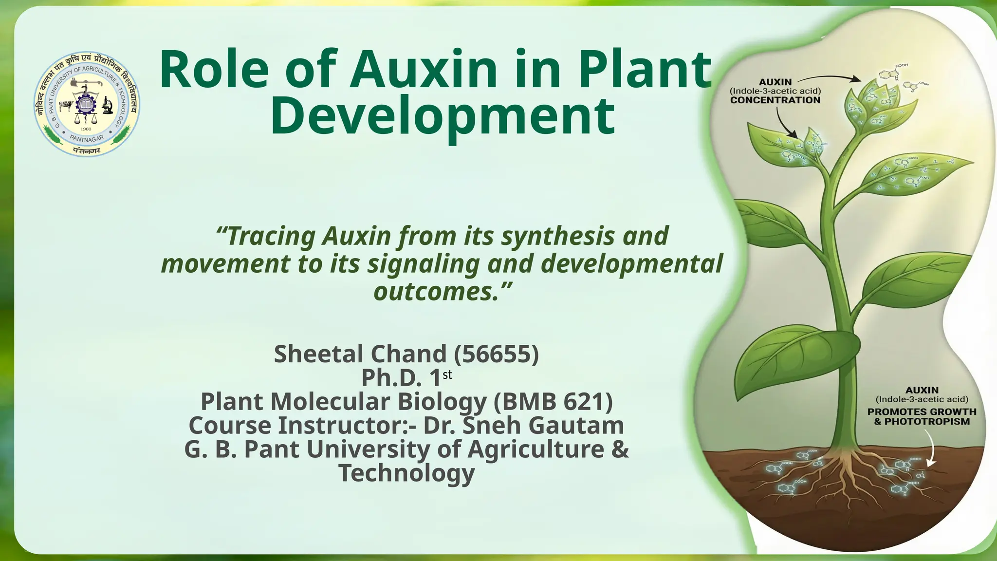 auxin sheetal chand (56655).pptx mmmmmmmm | PPTX