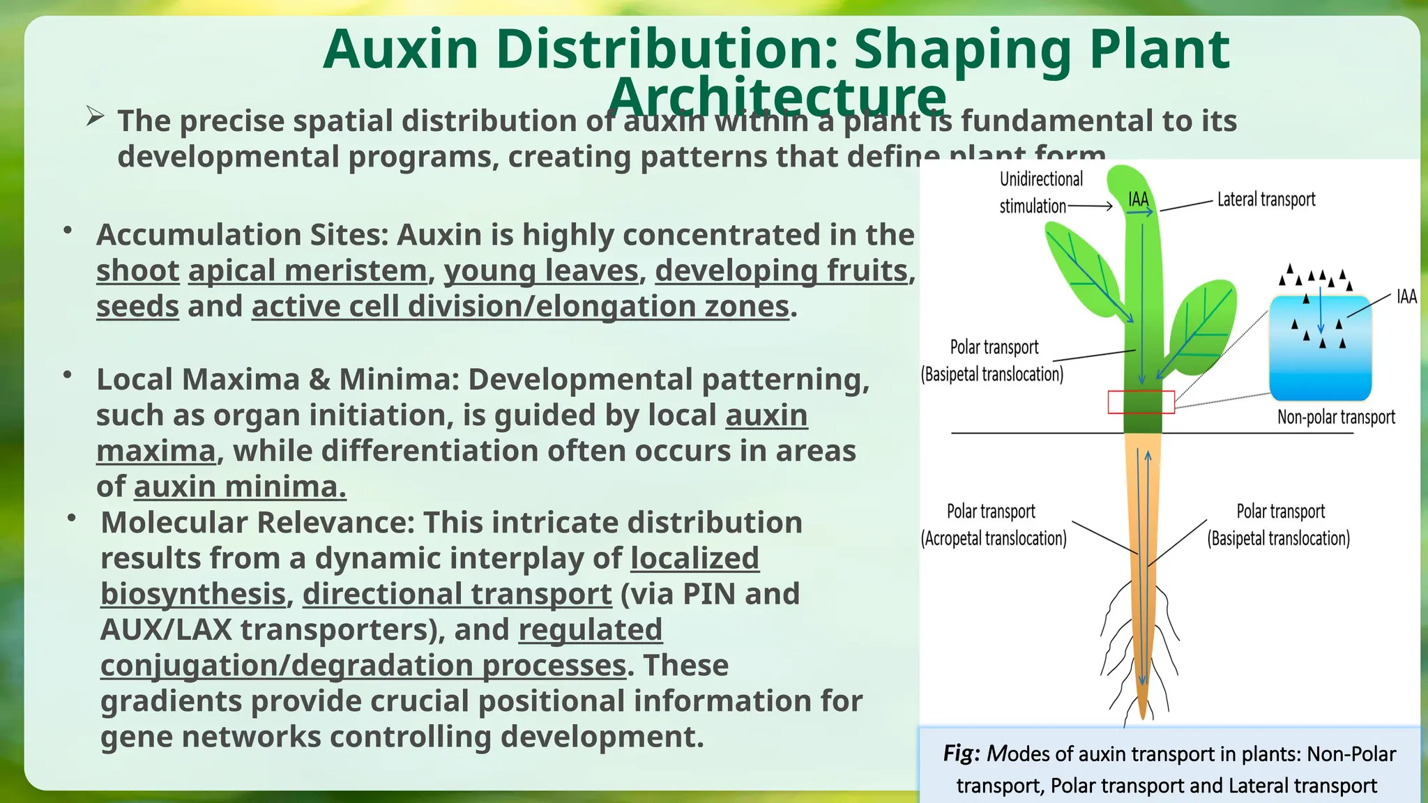 auxin sheetal chand (56655).pptx mmmmmmmm | PPTX