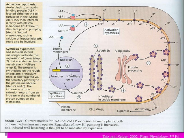 Auxin signal transduction and perception | PPTX