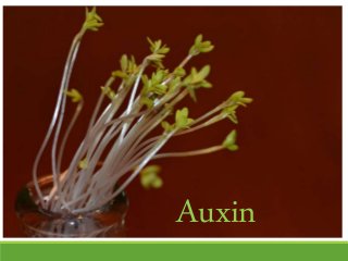 role of growth hormones - Auxins in floriculture | PPT