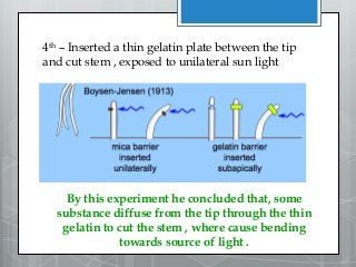 role of growth hormones - Auxins in floriculture | PPTX