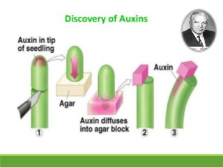 role of growth hormones - Auxins in floriculture | PPTX