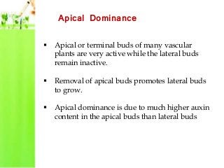 role of growth hormones - Auxins in floriculture | PPTX