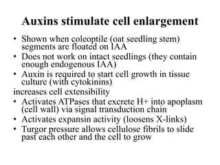 Auxin Plant Growth Regulaors in Horticulture | PPTX