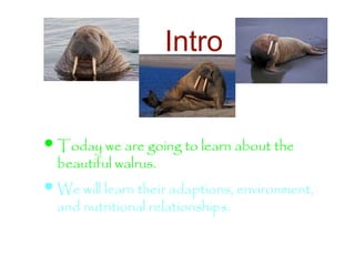 Ava and sara logan walrus power point | PPTX | Fish and Aquariums | Pets