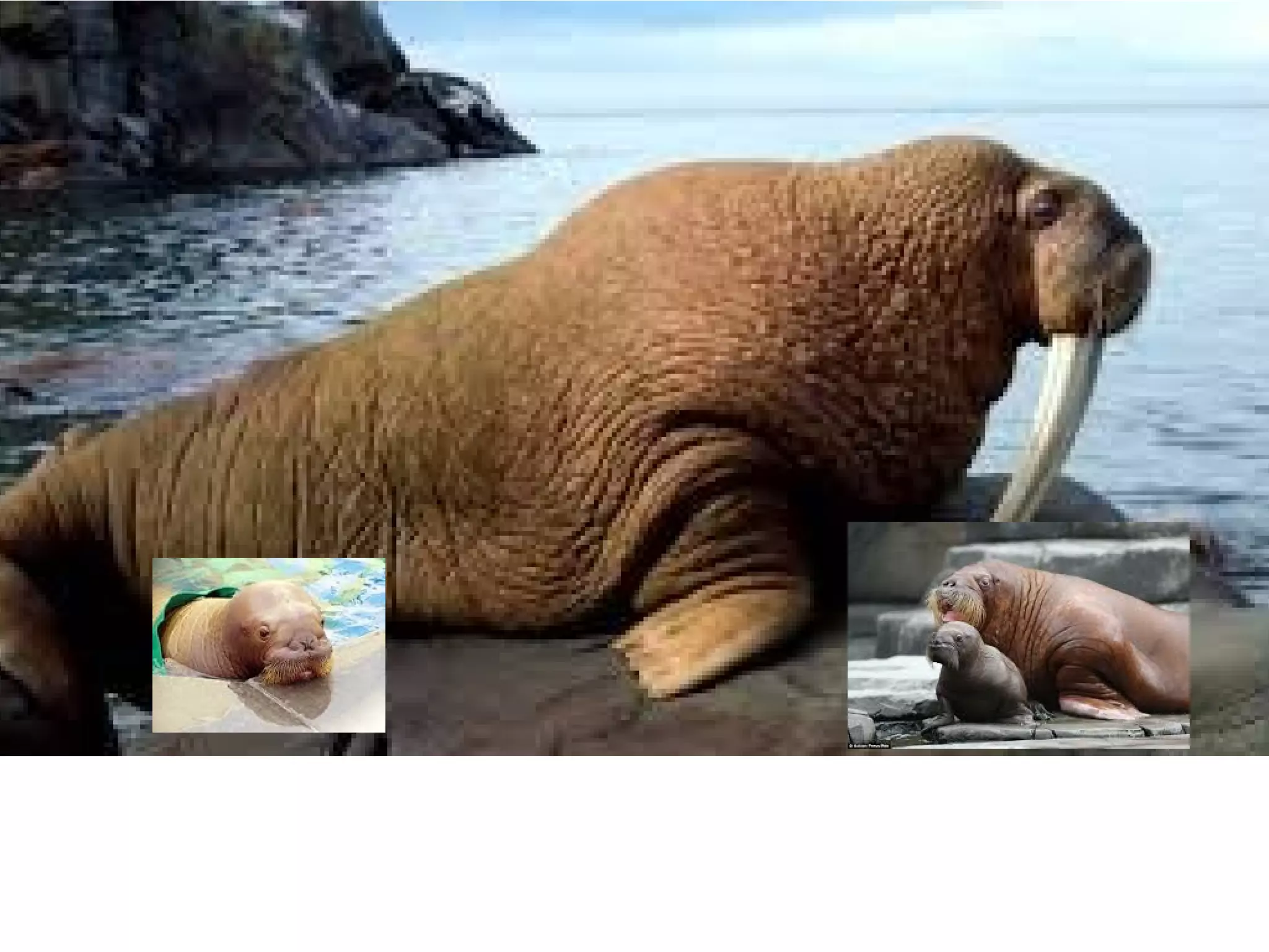 Ava and sara logan walrus power point | PPT