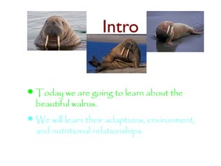 Ava and sara logan walrus power point | PPT