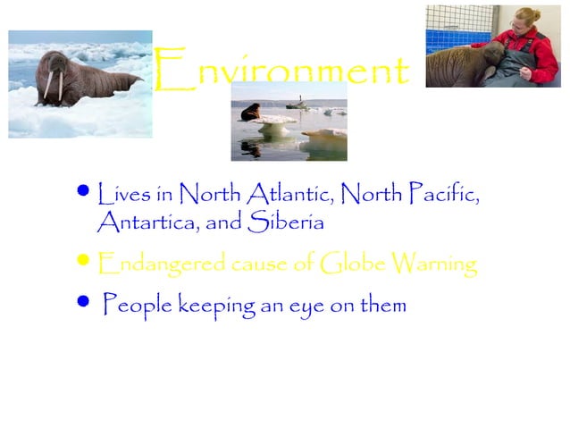 Ava and sara logan walrus power point | PPT